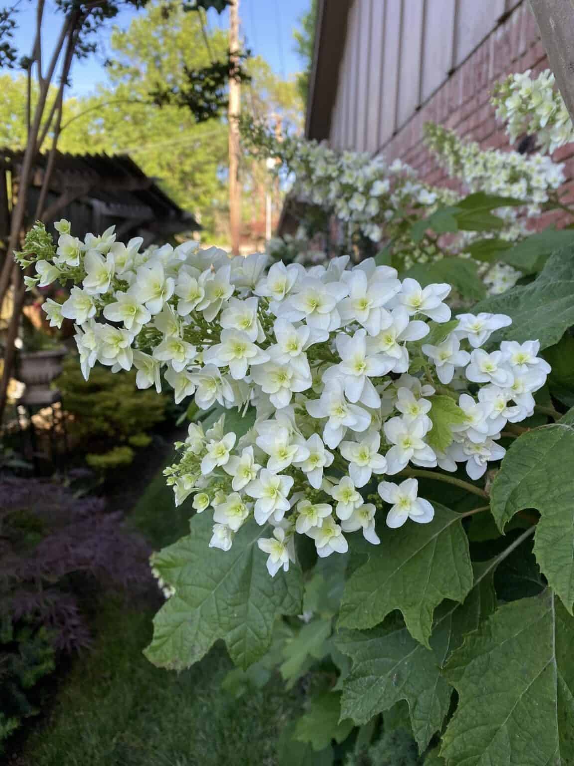Should You Prune Hydrangeas In The Fall? Fall Hydrangea Pruning Guide
