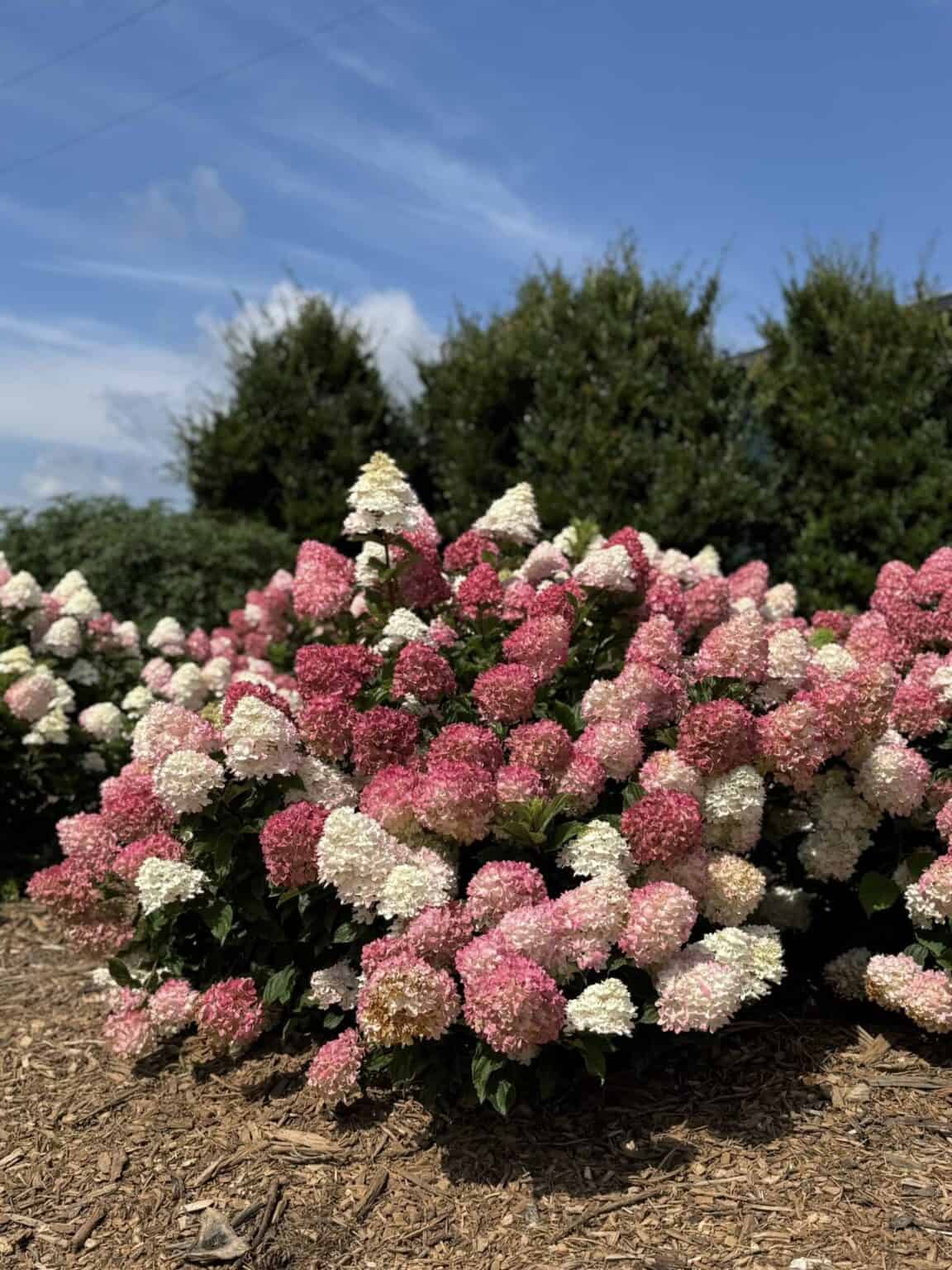 Should You Prune Hydrangeas In The Fall? Fall Hydrangea Pruning Guide