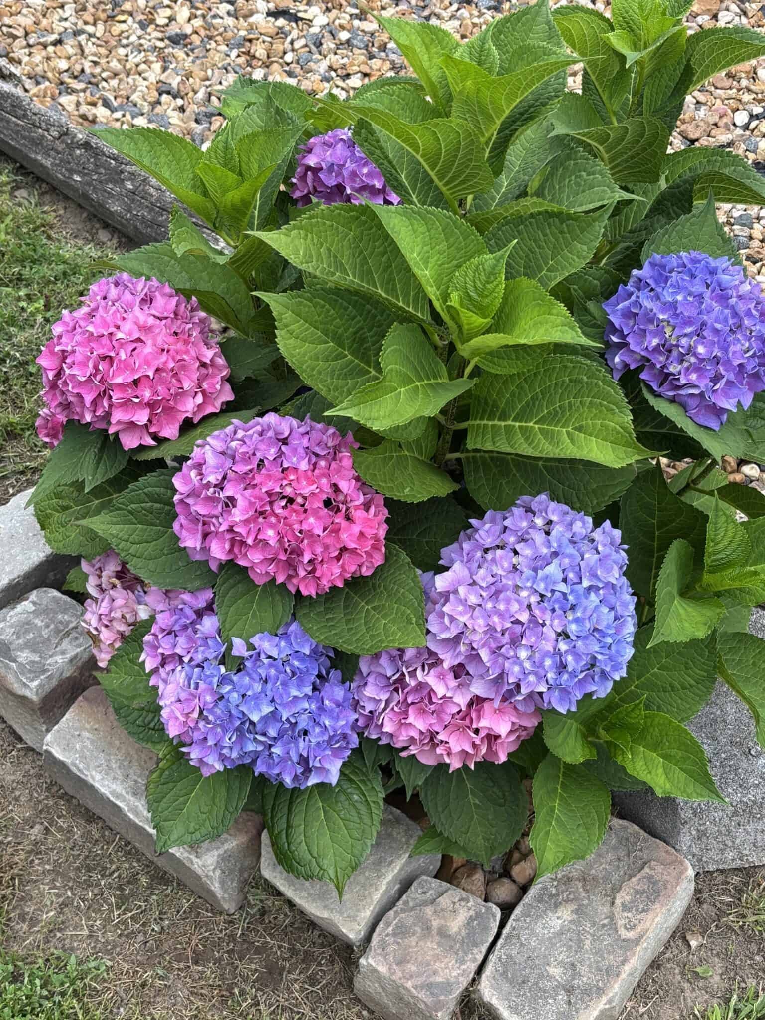 Should You Prune Hydrangeas In The Fall? Fall Hydrangea Pruning Guide