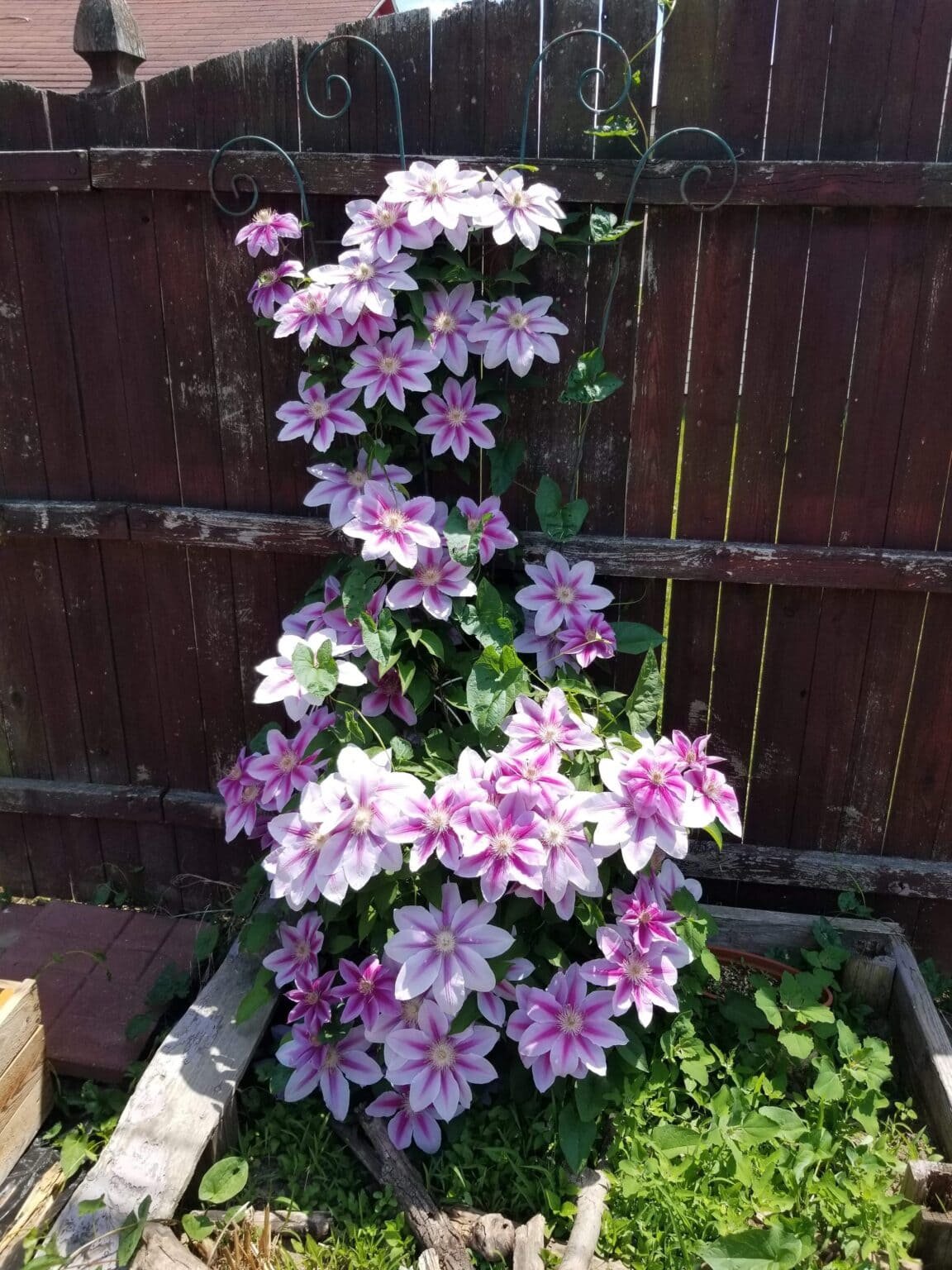 5 Surprising Tips for Growing Clematis Beautiful Vines!