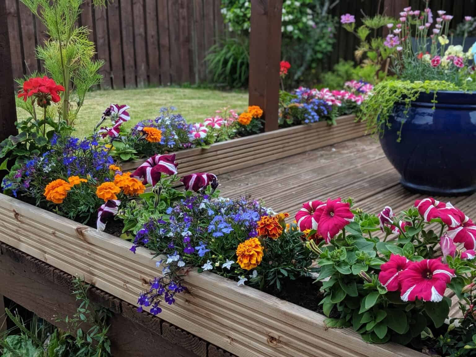 Flower Borders Plants With Minimal Care