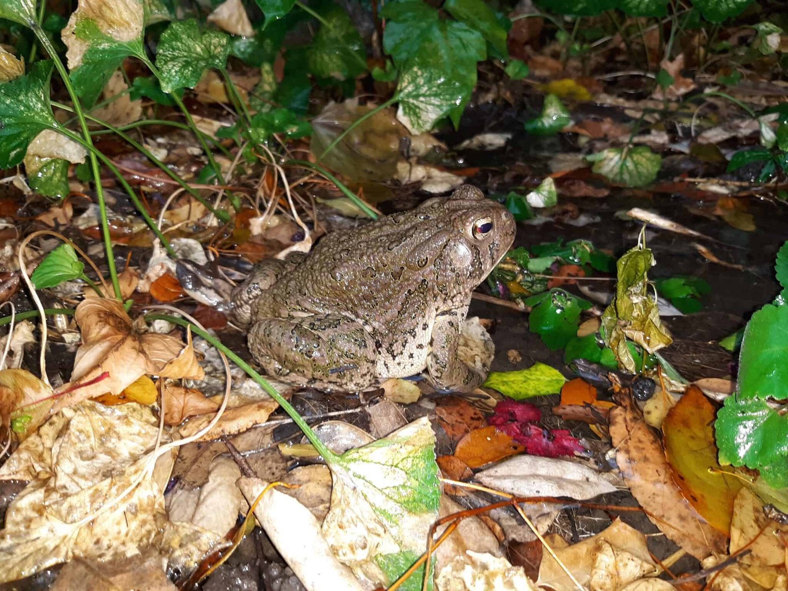 How To Help Reptiles And Amphibians In Your Garden