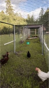 24 Chicken Coop Ideas To Build A Safe Cozy Home