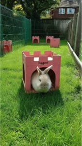 23 Garden Rabbit Playground Ideas for Happy and Active Bunnies
