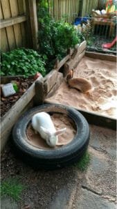23 Garden Rabbit Playground Ideas for Happy and Active Bunnies