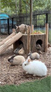 23 Garden Rabbit Playground Ideas for Happy and Active Bunnies