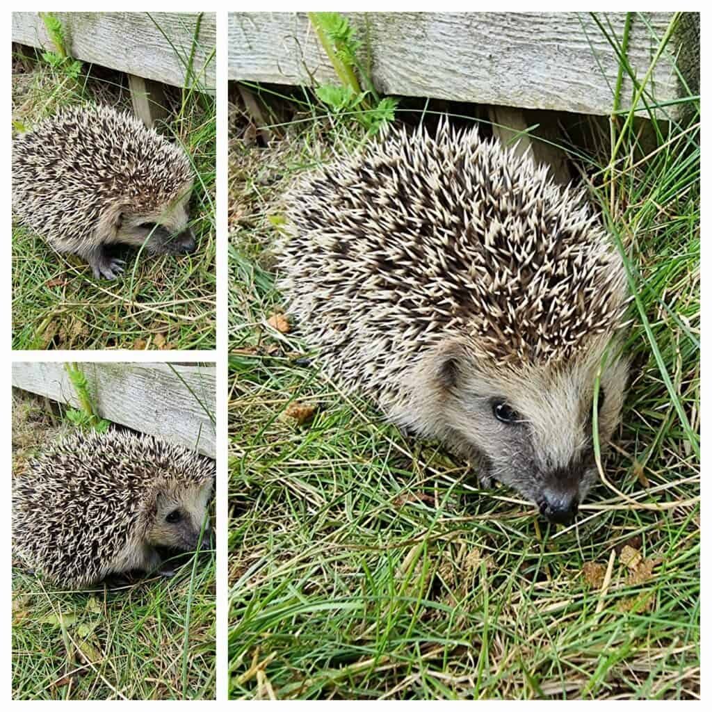 Don’t Miss Out! Essential Tips on How To Help Hedgehogs