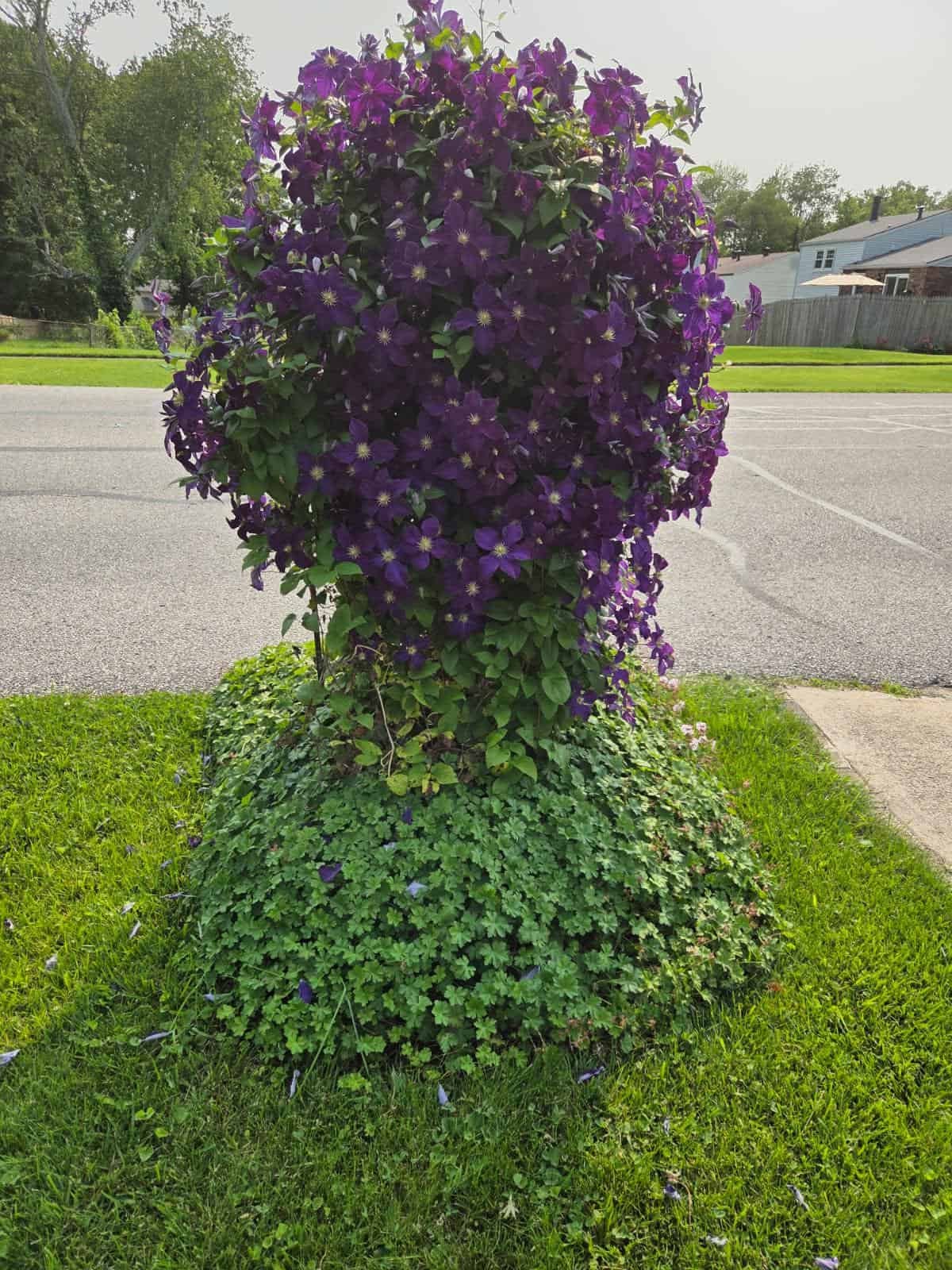 Ground Cover Plants - Goodbye, Mulch!