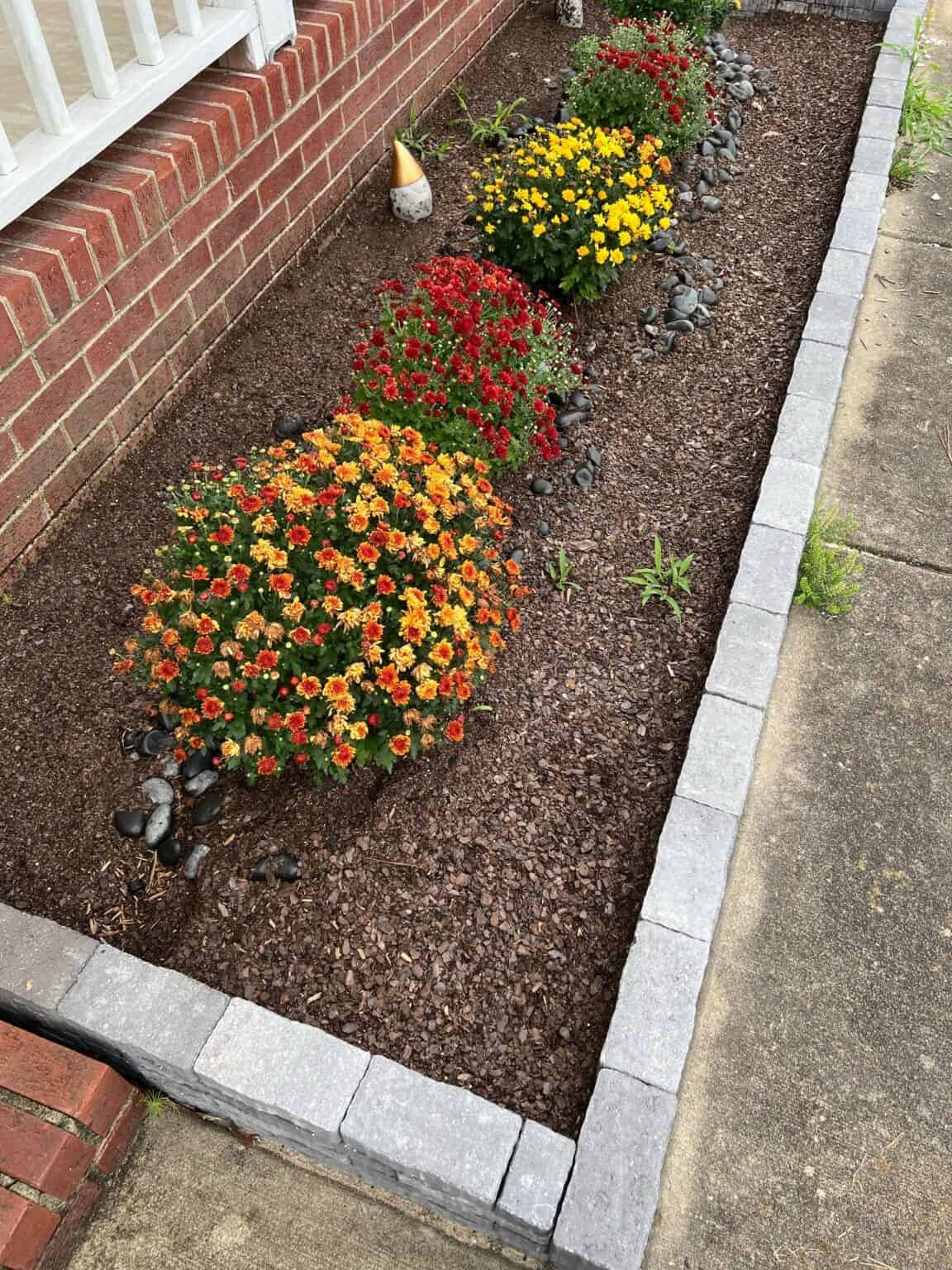 7 Common Mistakes You Should Avoid When Growing Fall Mums