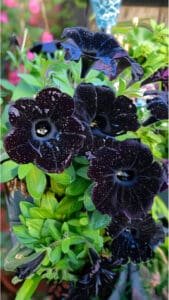 29 Flower Garden Ideas To Brighten Your Outdoor Space
