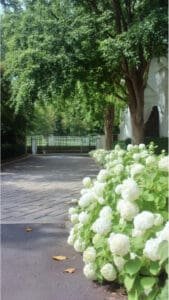 24 Hydrangea Landscaping Ideas You’ll Love for Every Style Yard