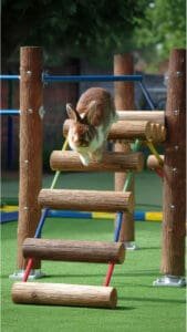 23 Garden Rabbit Playground Ideas for Happy and Active Bunnies