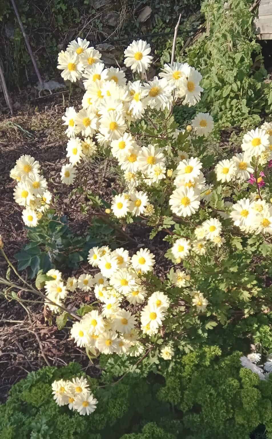 7 Common Mistakes You Should Avoid When Growing Fall Mums