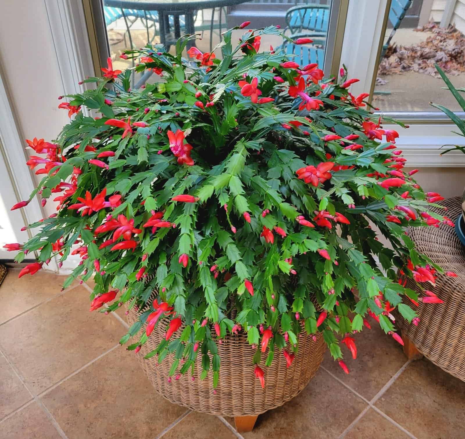 How to Care for a Christmas Cactus (And Actually Get It to Bloom)